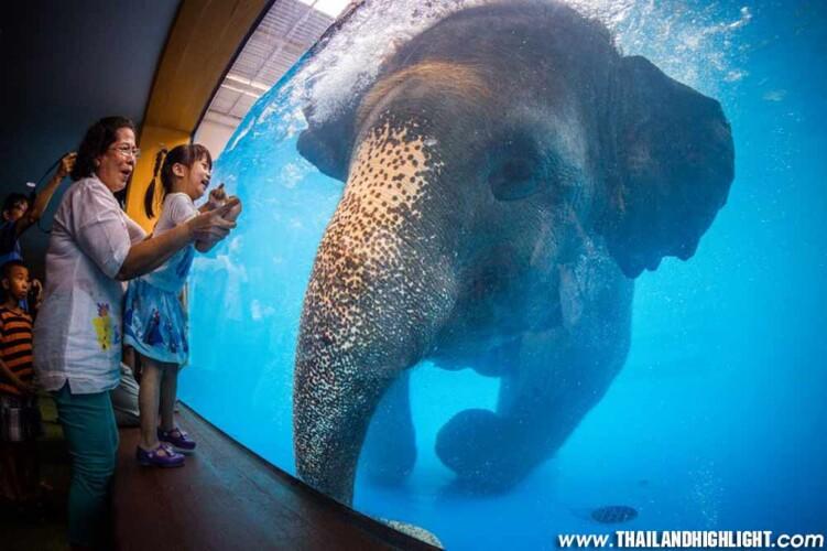 Meet Moodeng: The Pygmy Hippo Charming Visitors at Khao Kheow Zoo ...
